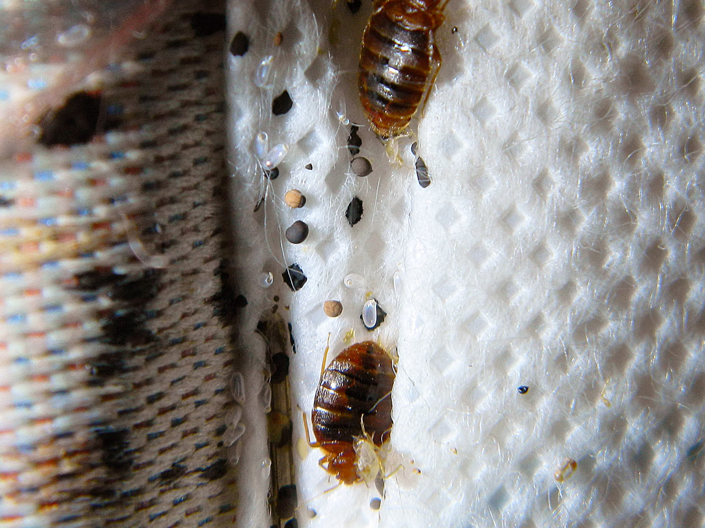 Tips para detectar y eliminar chinches de cama – Ambiplaga